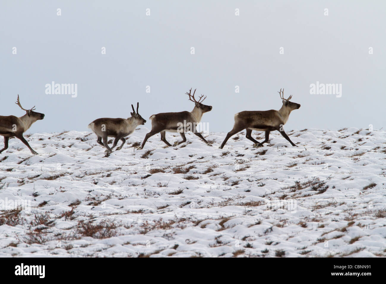 Caribou Animal Running