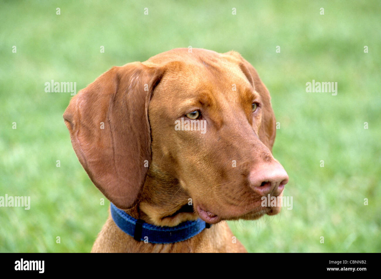 Handsome vizsla hi-res stock photography and images - Alamy