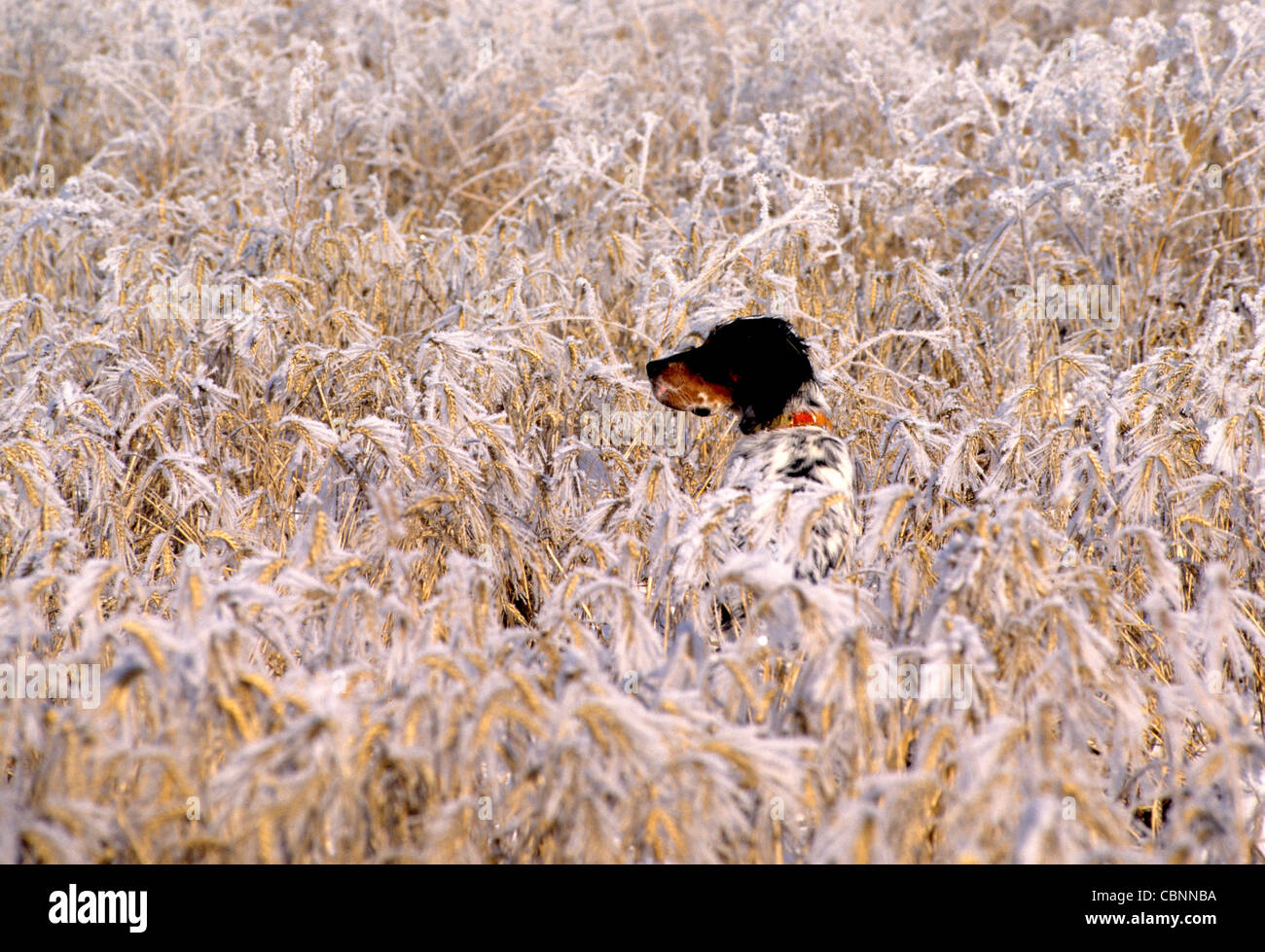 English setter hunting in snowy grain field Stock Photo - Alamy