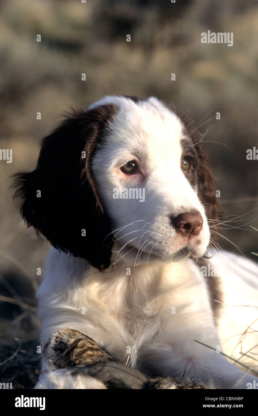 Upland breed hi-res stock photography and images - Alamy