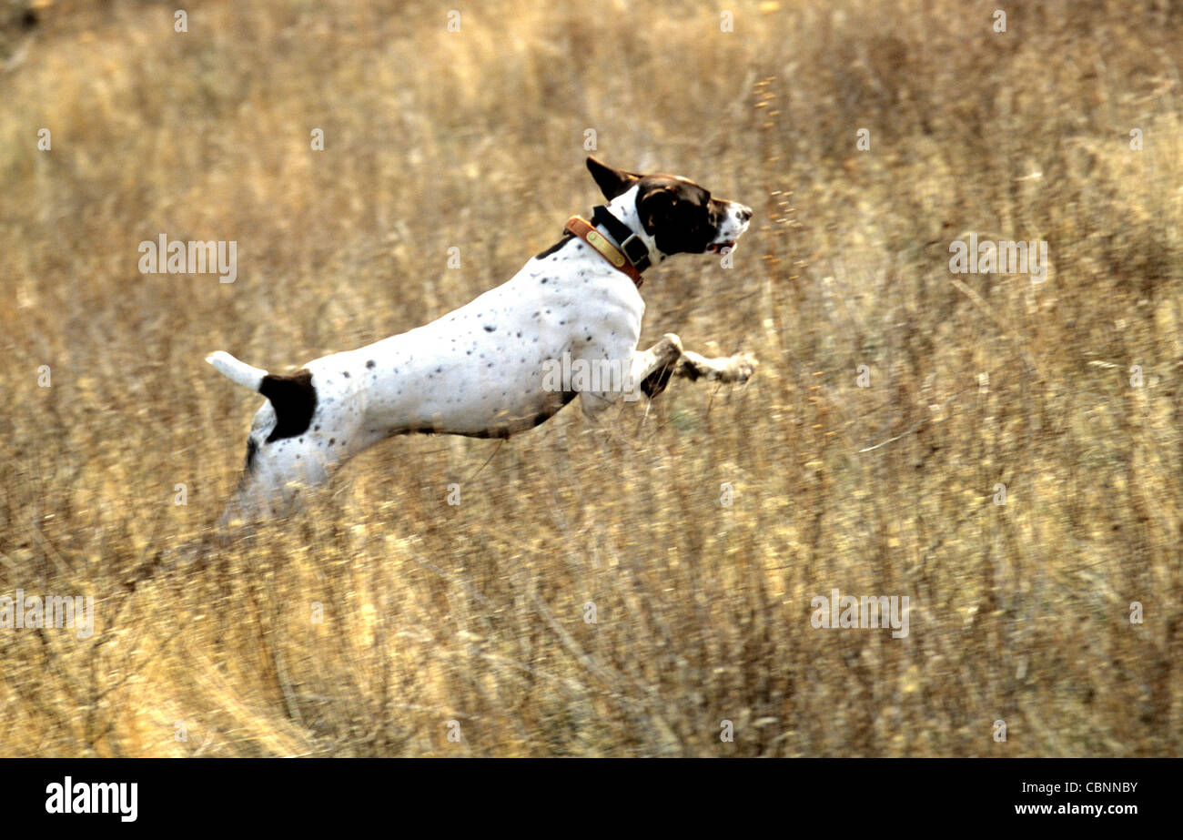German shorthair pointer running Stock Photo - Alamy