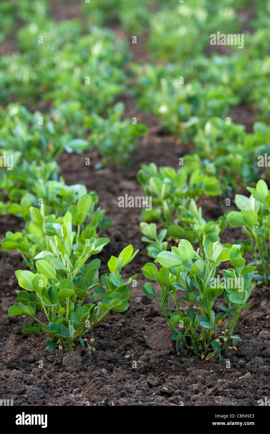 Groundnut / Peanut plants in India Stock Photo - Alamy