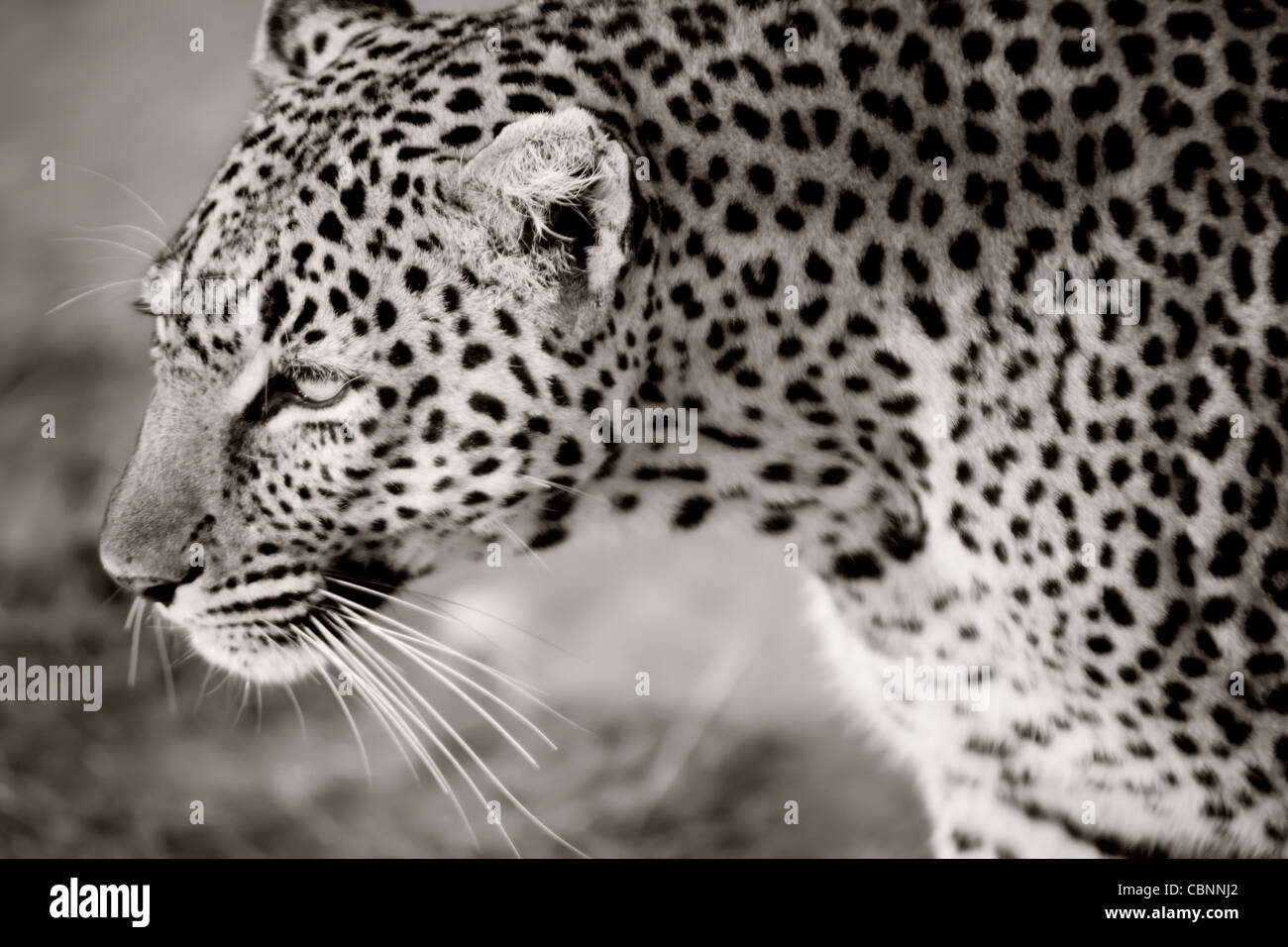 Leopards spots hi-res stock photography and images - Alamy