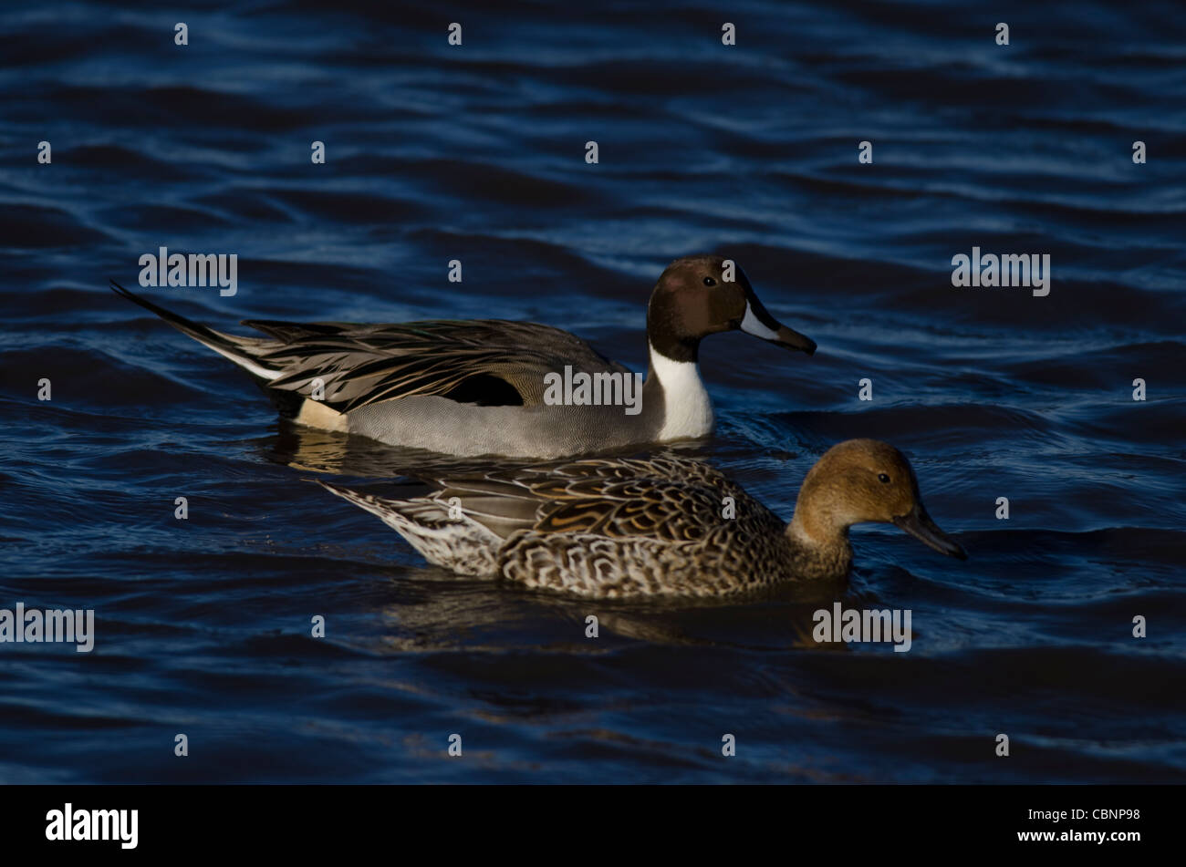 Pair of Northern Pintail Stock Photo - Alamy