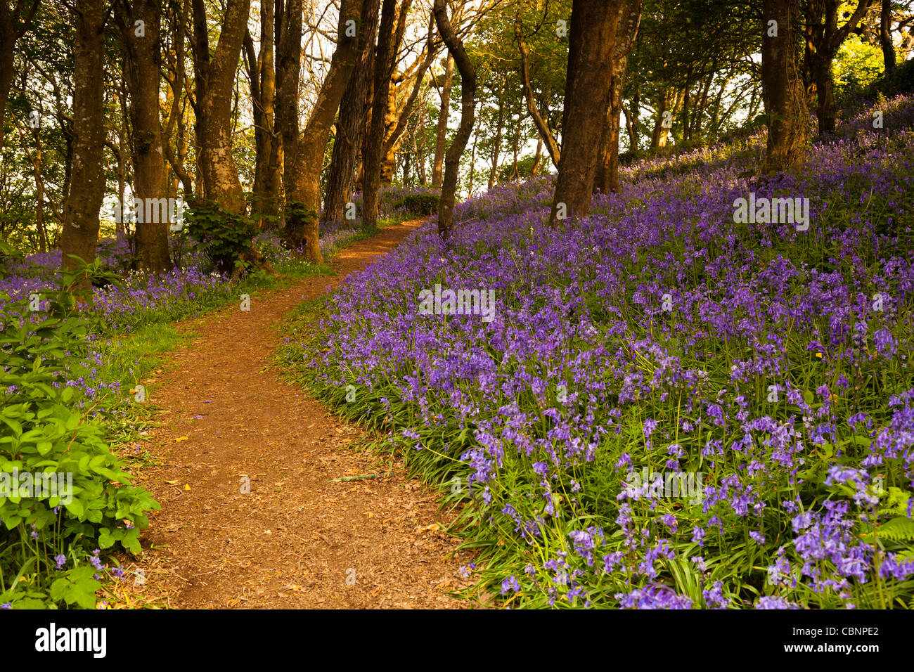 Hope wood cornwall hi-res stock photography and images - Alamy