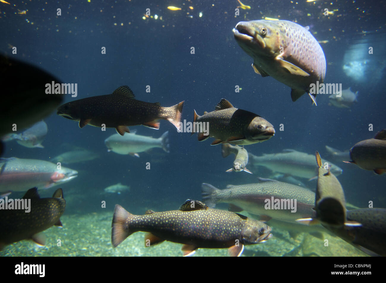 Trout in pools watched by school children at Rainbow Springs, Rotorua ...
