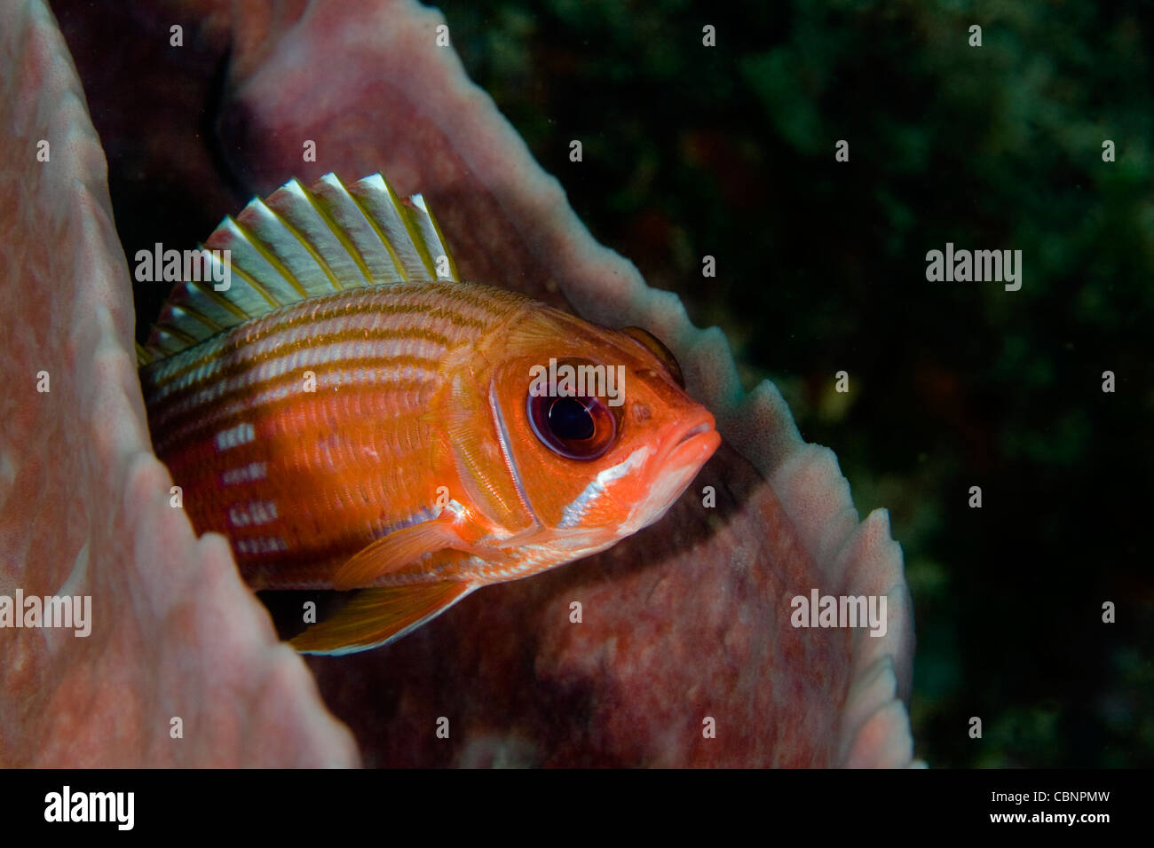 Squirrel fish hi-res stock photography and images - Alamy