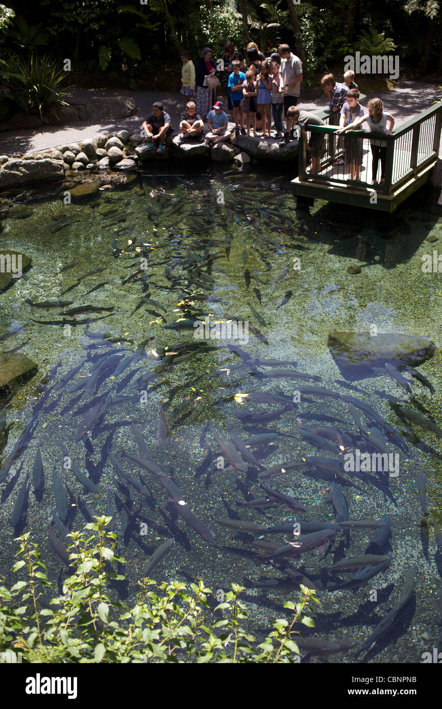 Trout in pools watched by school children at Rainbow Springs, Rotorua ...