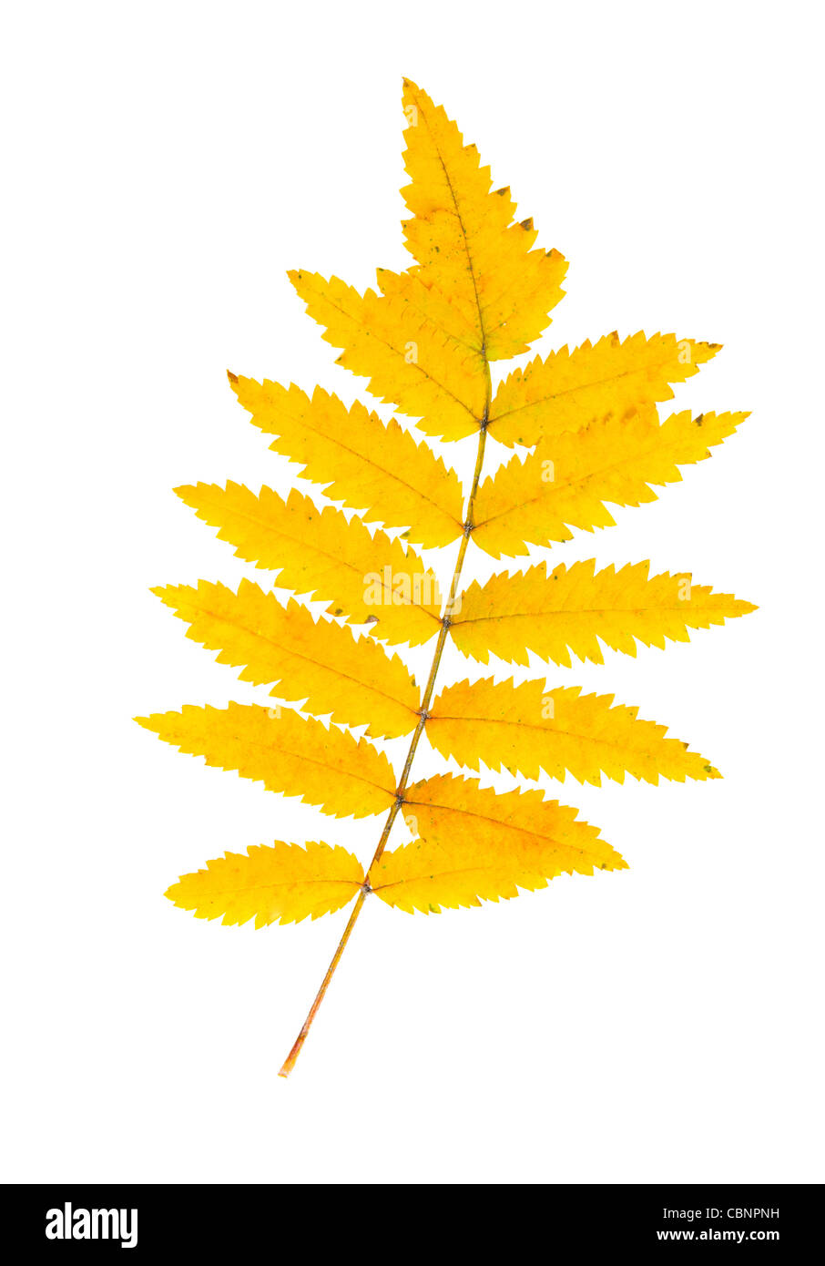 yellow leaf on white background Stock Photo - Alamy