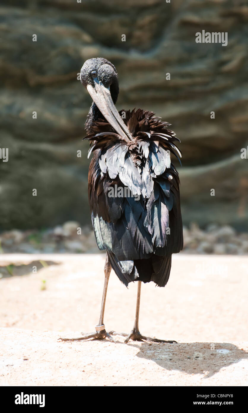 Abdim stork hi-res stock photography and images - Alamy