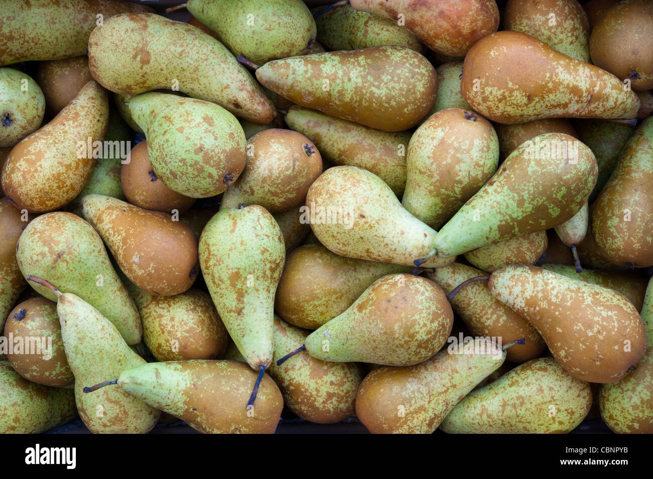 Conference pears in a big pile Stock Photo - Alamy