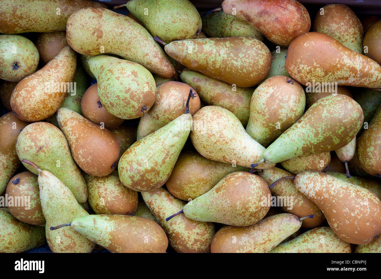 Conference pears in a big pile Stock Photo - Alamy