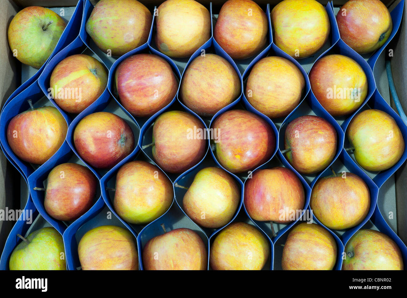 Apples layer packed in a carton Stock Photo - Alamy
