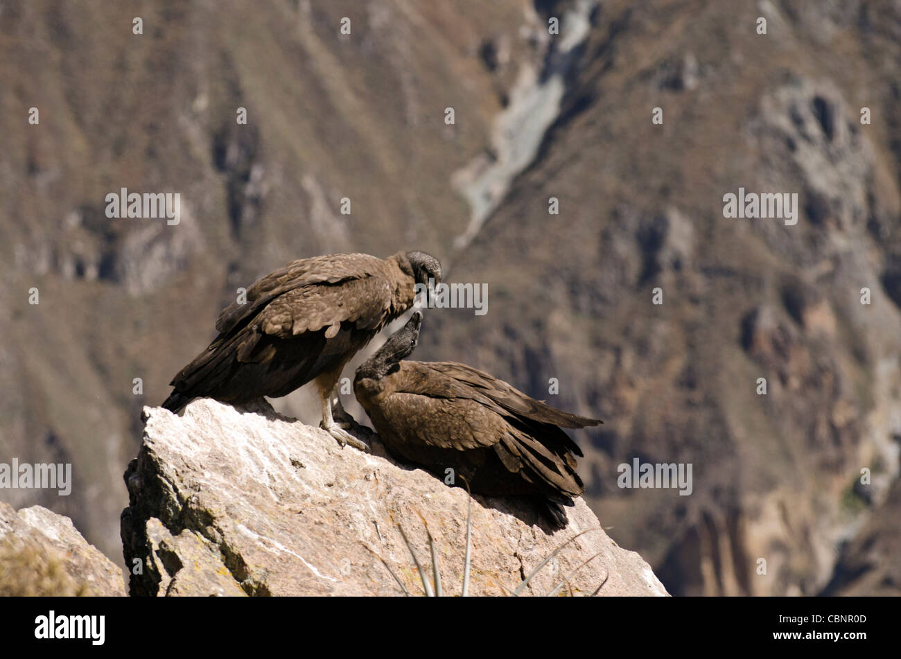 Andean condors peru hi-res stock photography and images - Alamy
