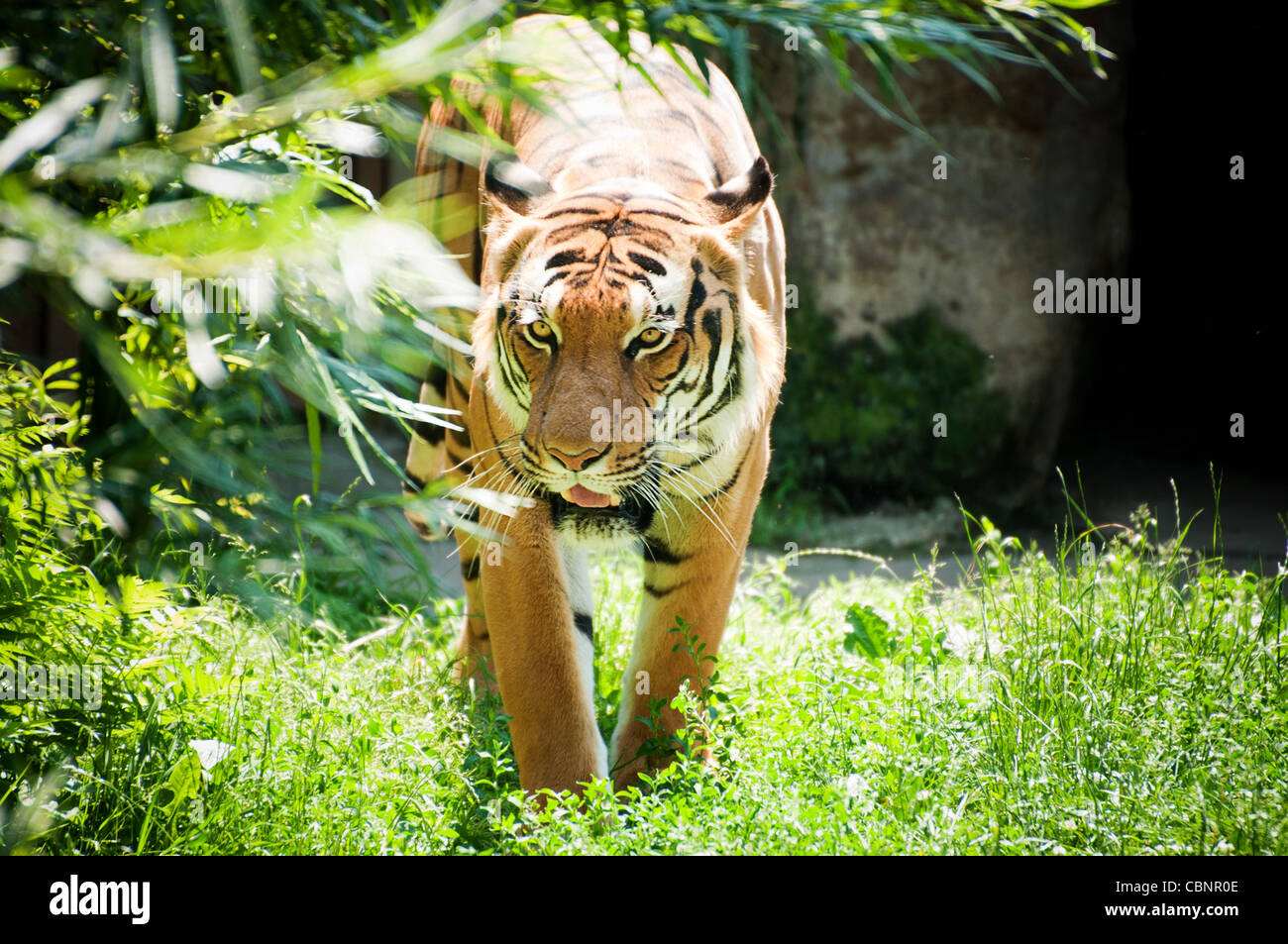 Malayan tiger panthera tigris jacksoni hi-res stock photography and ...