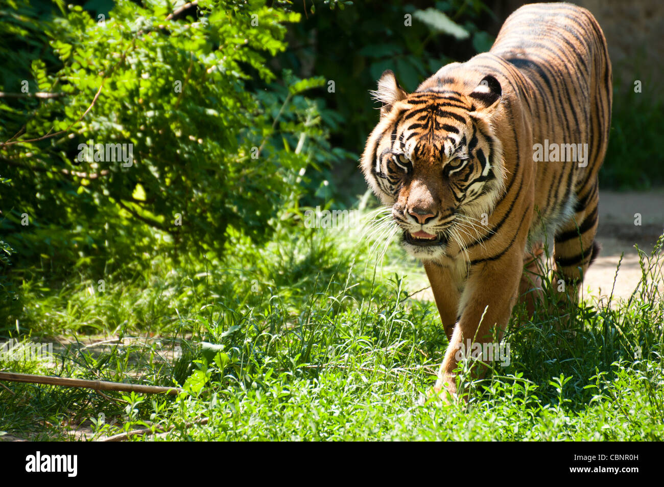 Full face angry tiger hi-res stock photography and images - Alamy