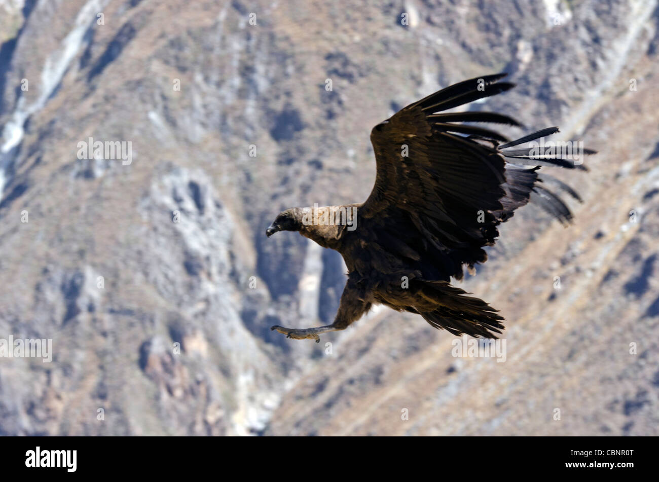 Condors cruz hi-res stock photography and images - Alamy