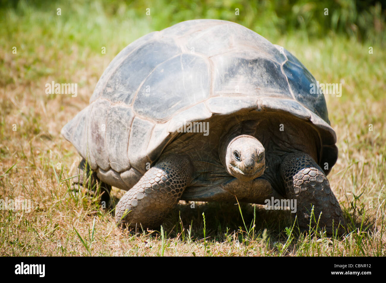 The Santa-Cruz Galápagos tortoise Stock Photo - Alamy