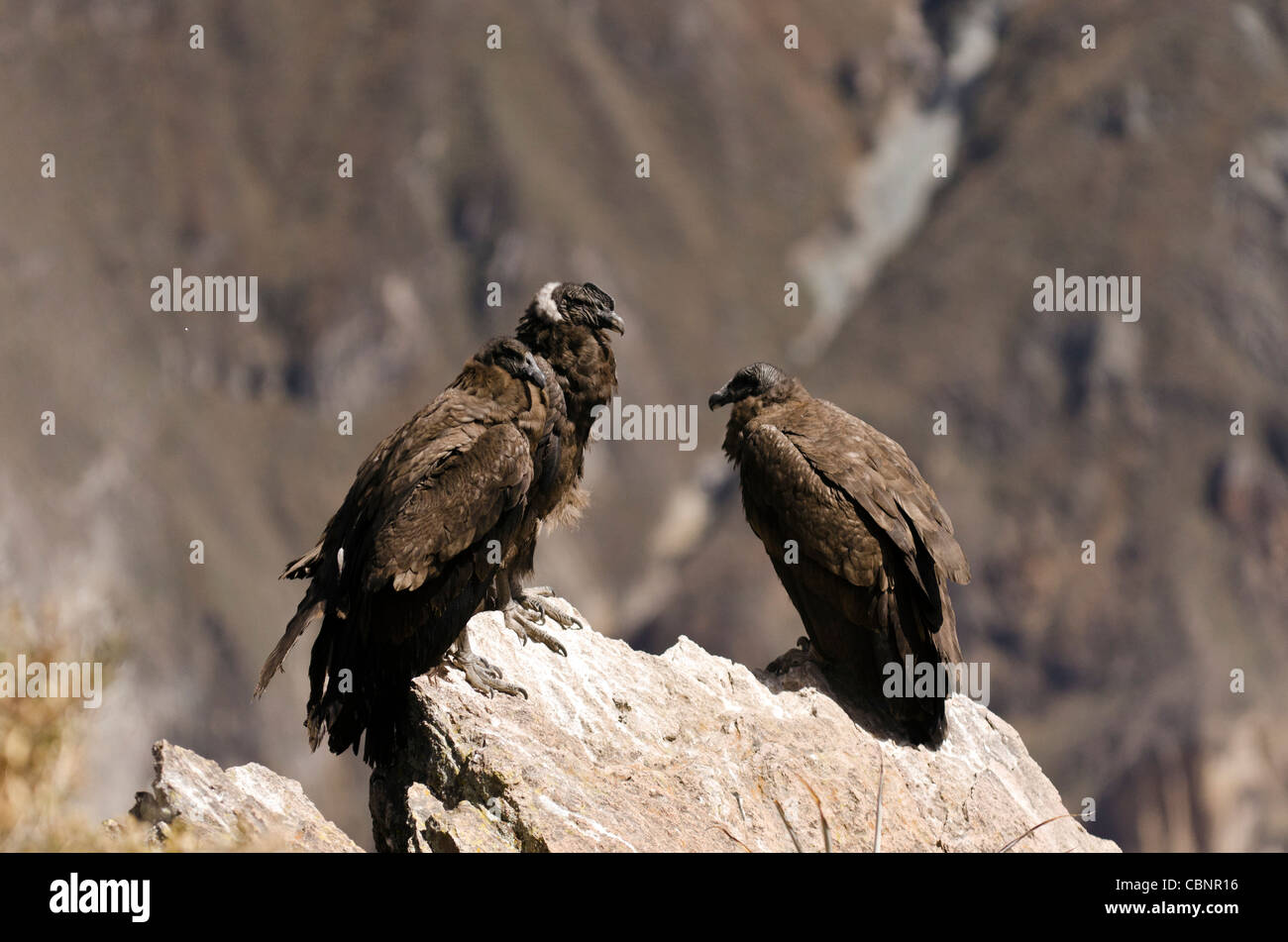 Andean condor hi-res stock photography and images - Alamy