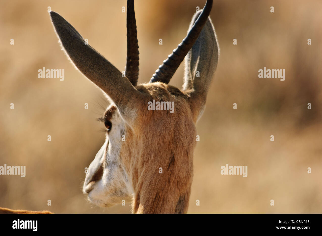 Springbok head hi-res stock photography and images - Alamy