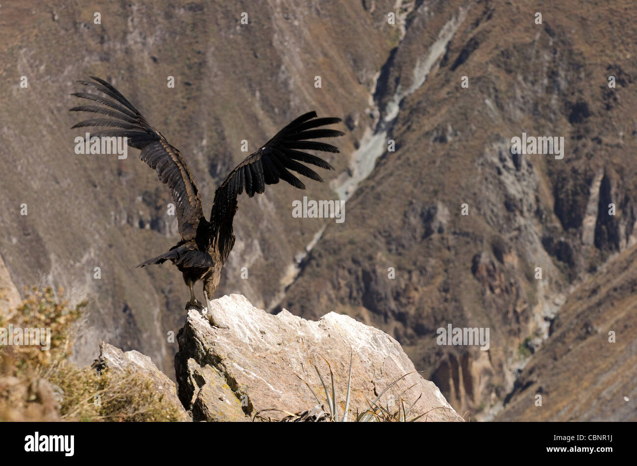 Andean condor hi-res stock photography and images - Alamy