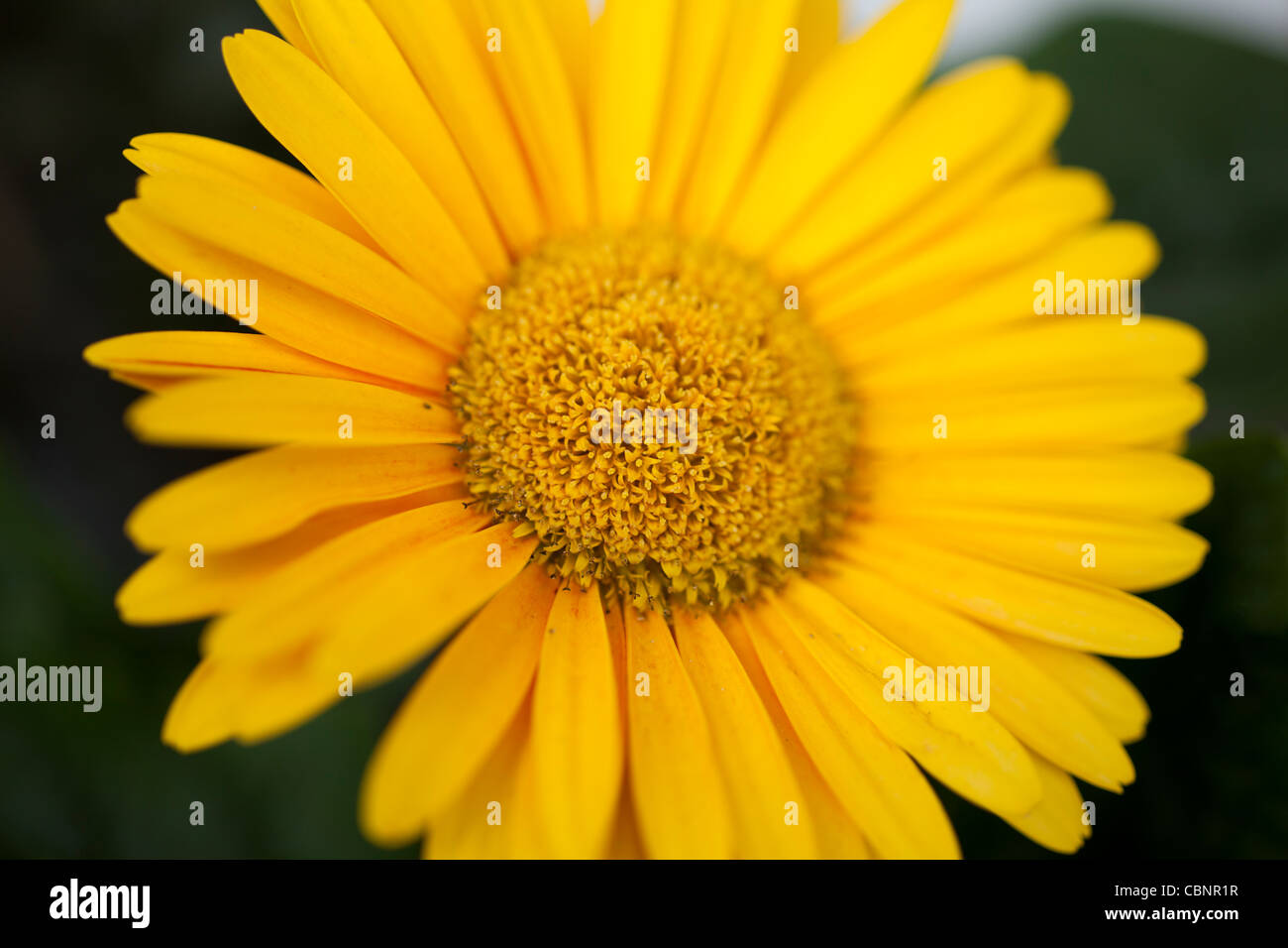 yellow flower closeup Stock Photo - Alamy