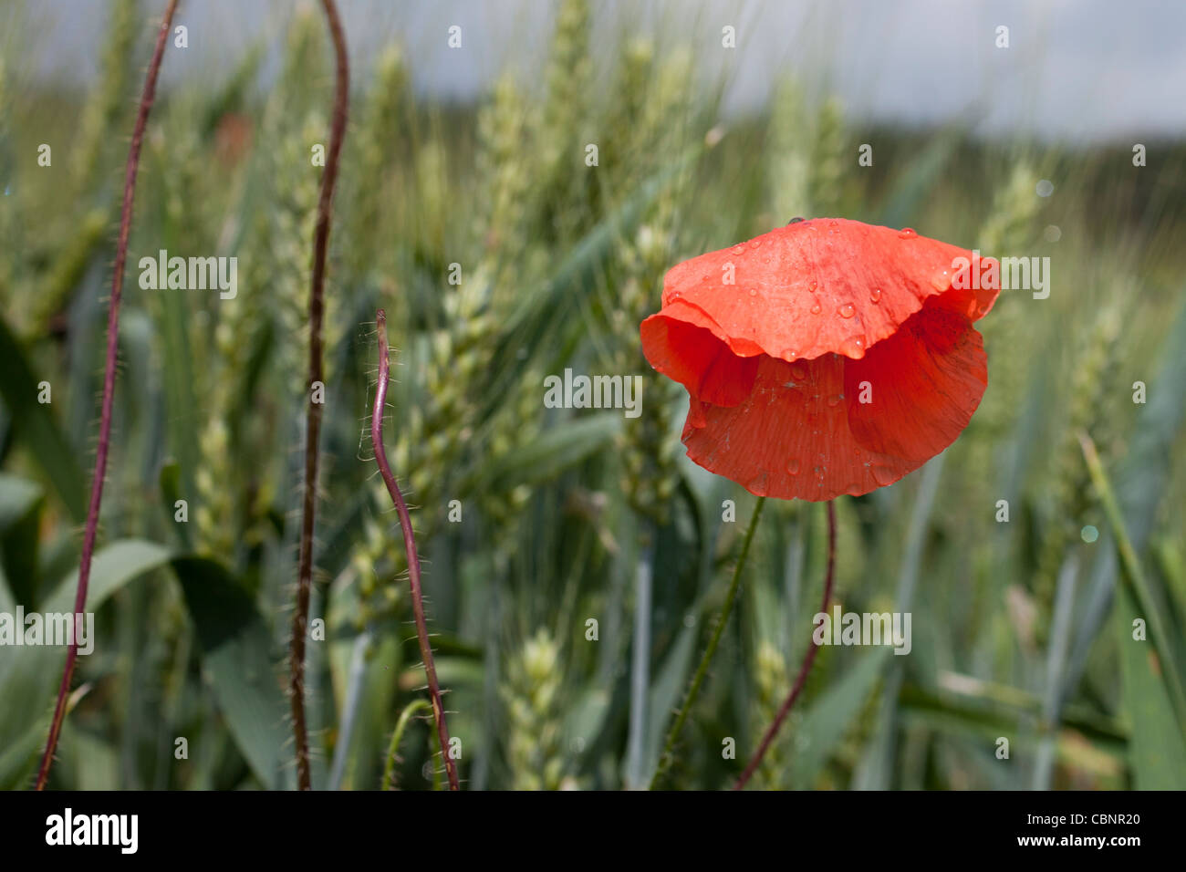 poppy on a field Stock Photo - Alamy
