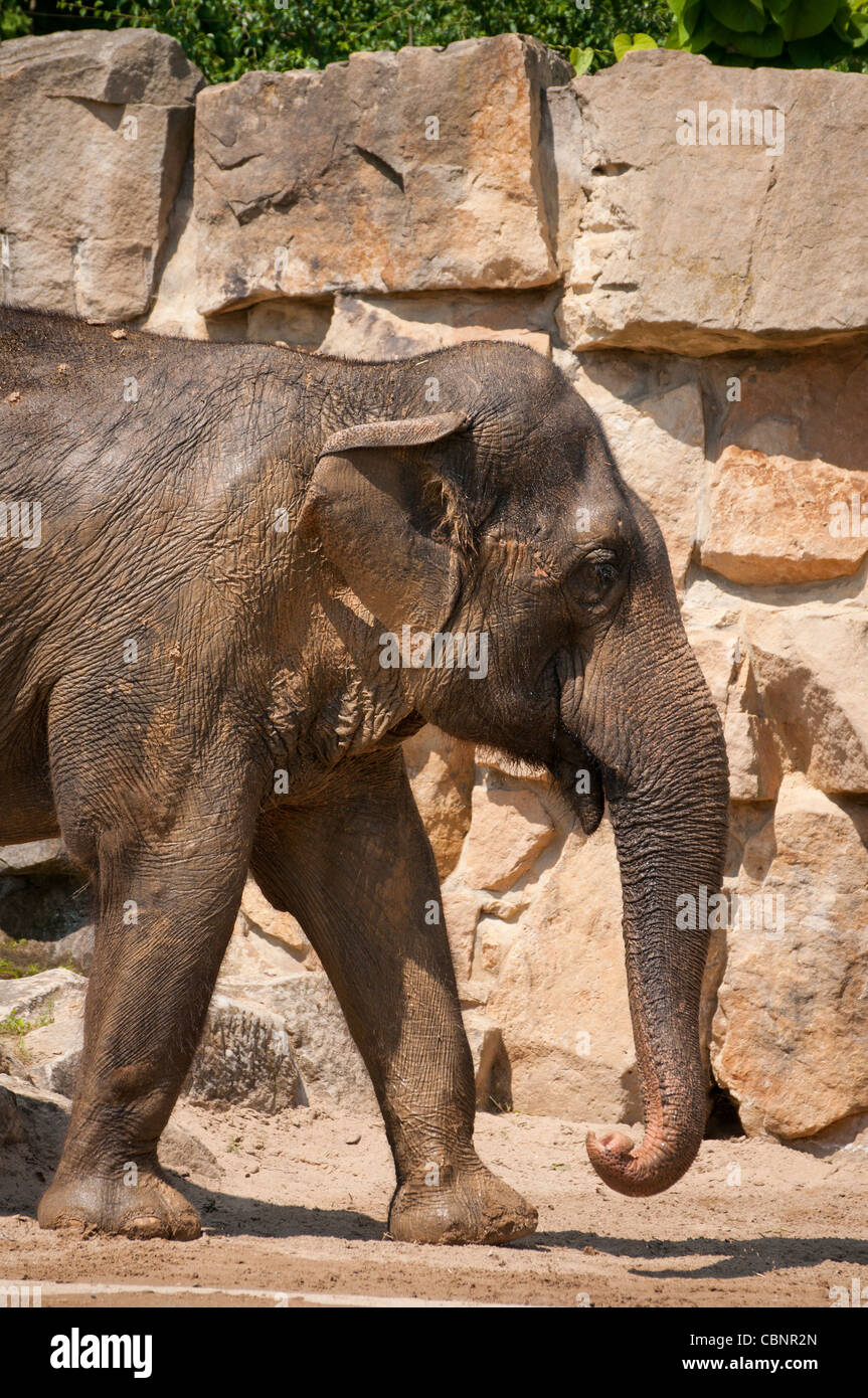 Elephant lifting trunk up hi-res stock photography and images - Alamy