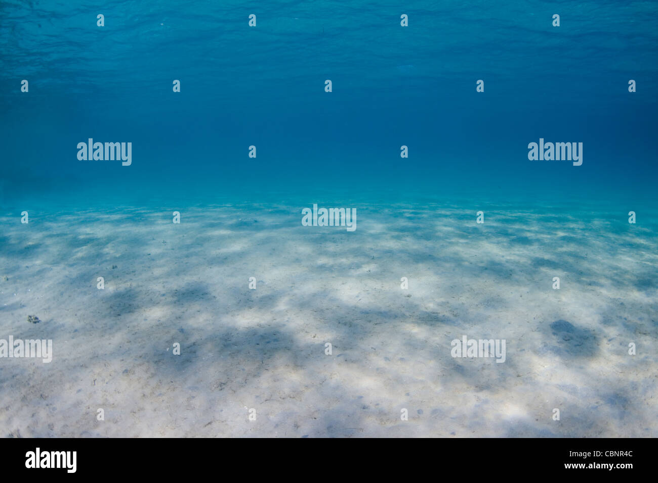 Tropical underwater scene in shallow water with white sand and a blue ...