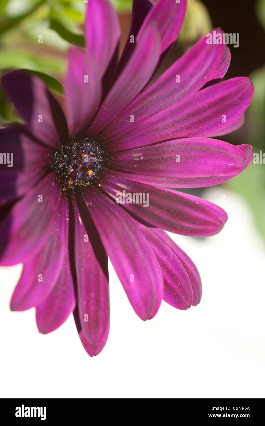 Elegant violet flower hi-res stock photography and images - Alamy
