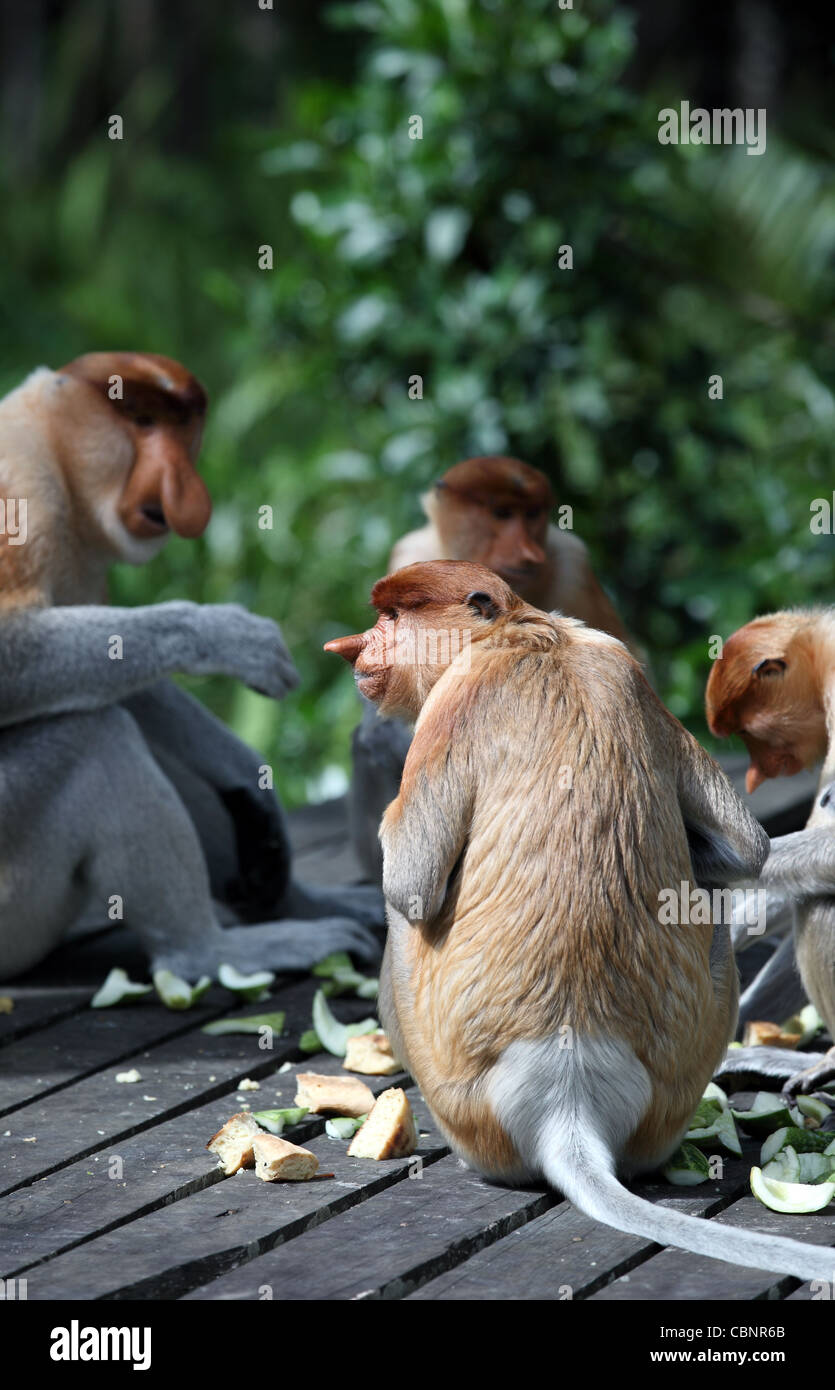 Labuk Bay Proboscis Monkey Sanctuary in Borneo, Malaysia Stock Photo ...