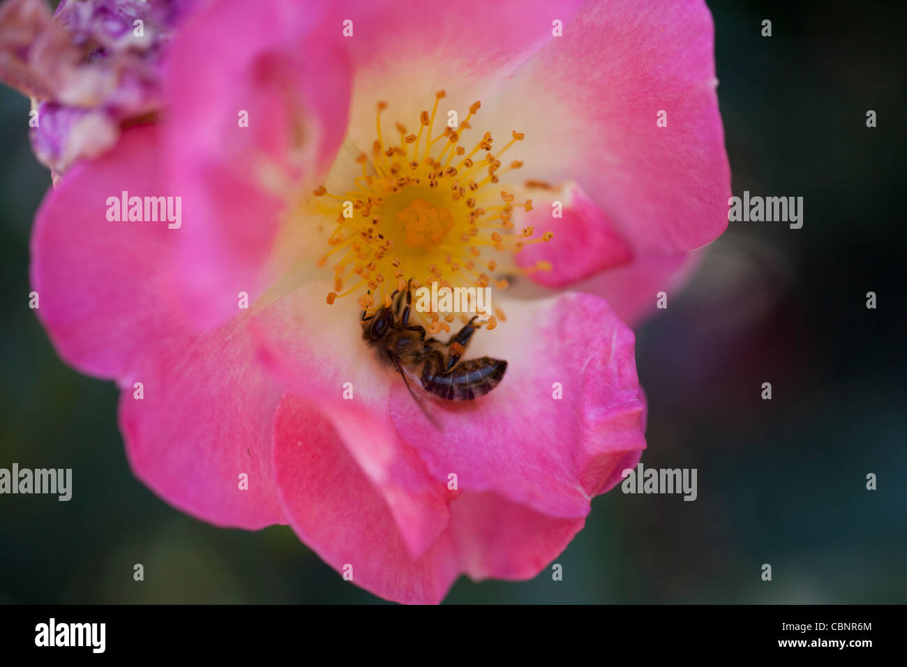 rose and bee Stock Photo - Alamy