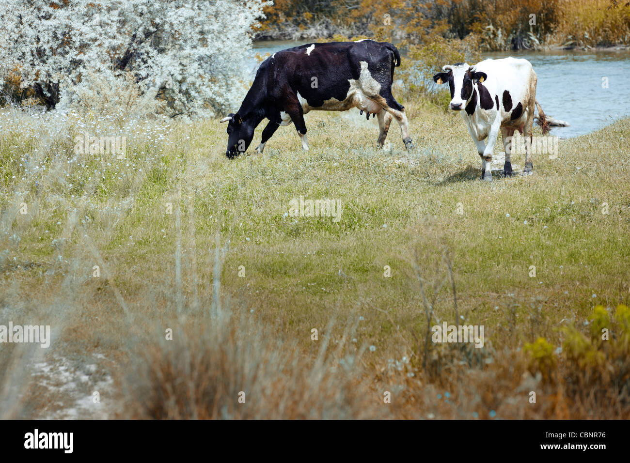Two cows pasturing in the field. Natural light and colors Stock Photo ...