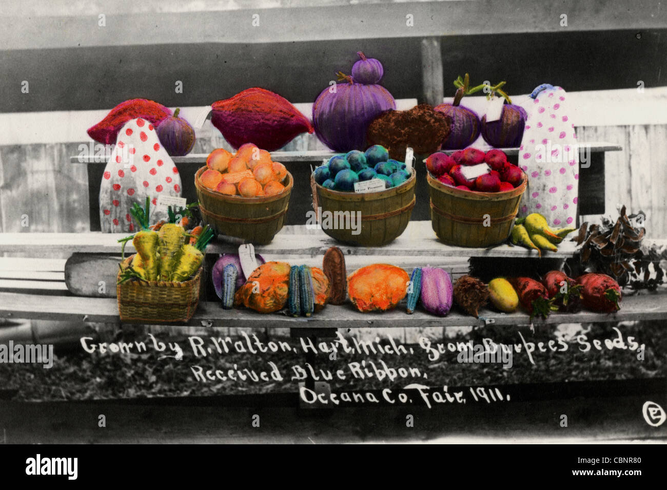 County Agricultural Fair Blue Ribbon Winner Stock Photo - Alamy
