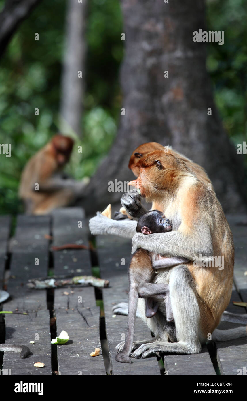 Labuk Bay Proboscis Monkey Sanctuary in Borneo Stock Photo - Alamy