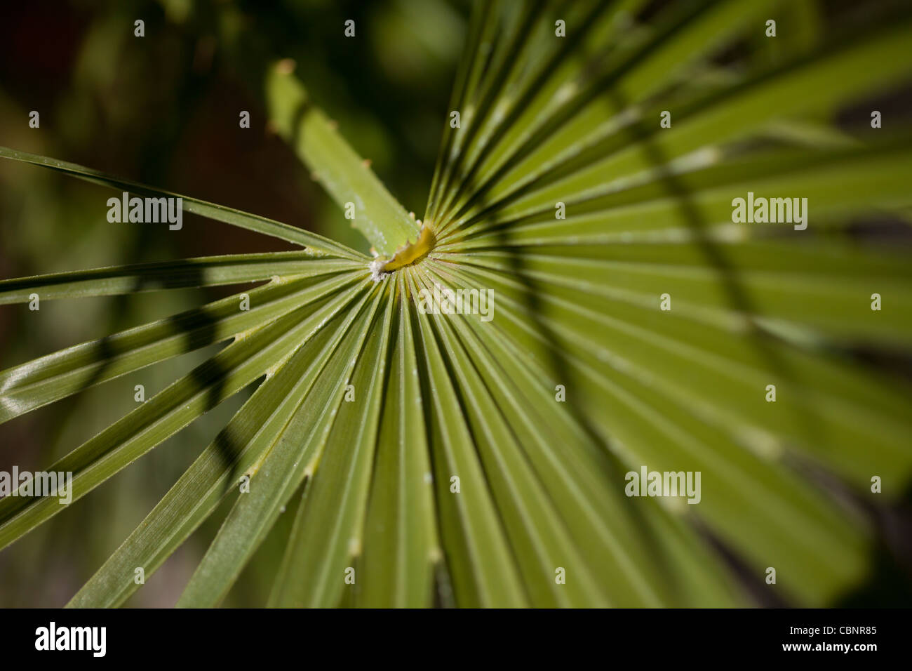 Leafy palm plants hi-res stock photography and images - Alamy