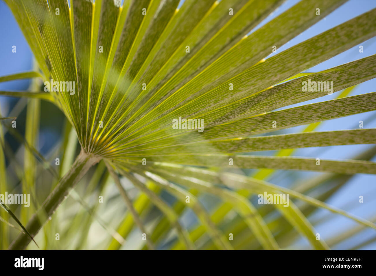 Leafy palm plants hi-res stock photography and images - Alamy