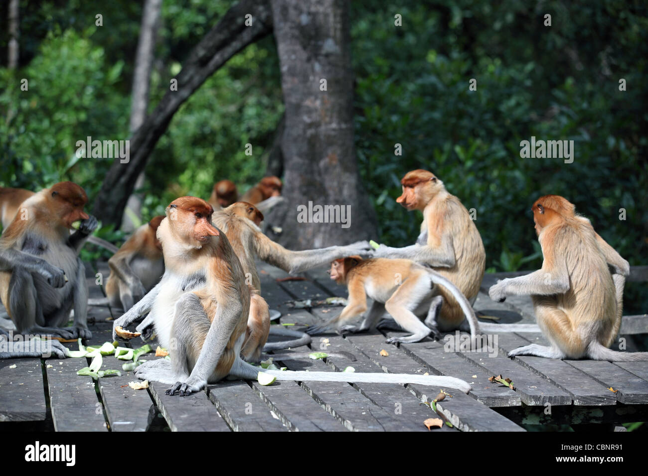 Labuk Bay Proboscis Monkey Sanctuary in Borneo, Malaysia Stock Photo ...