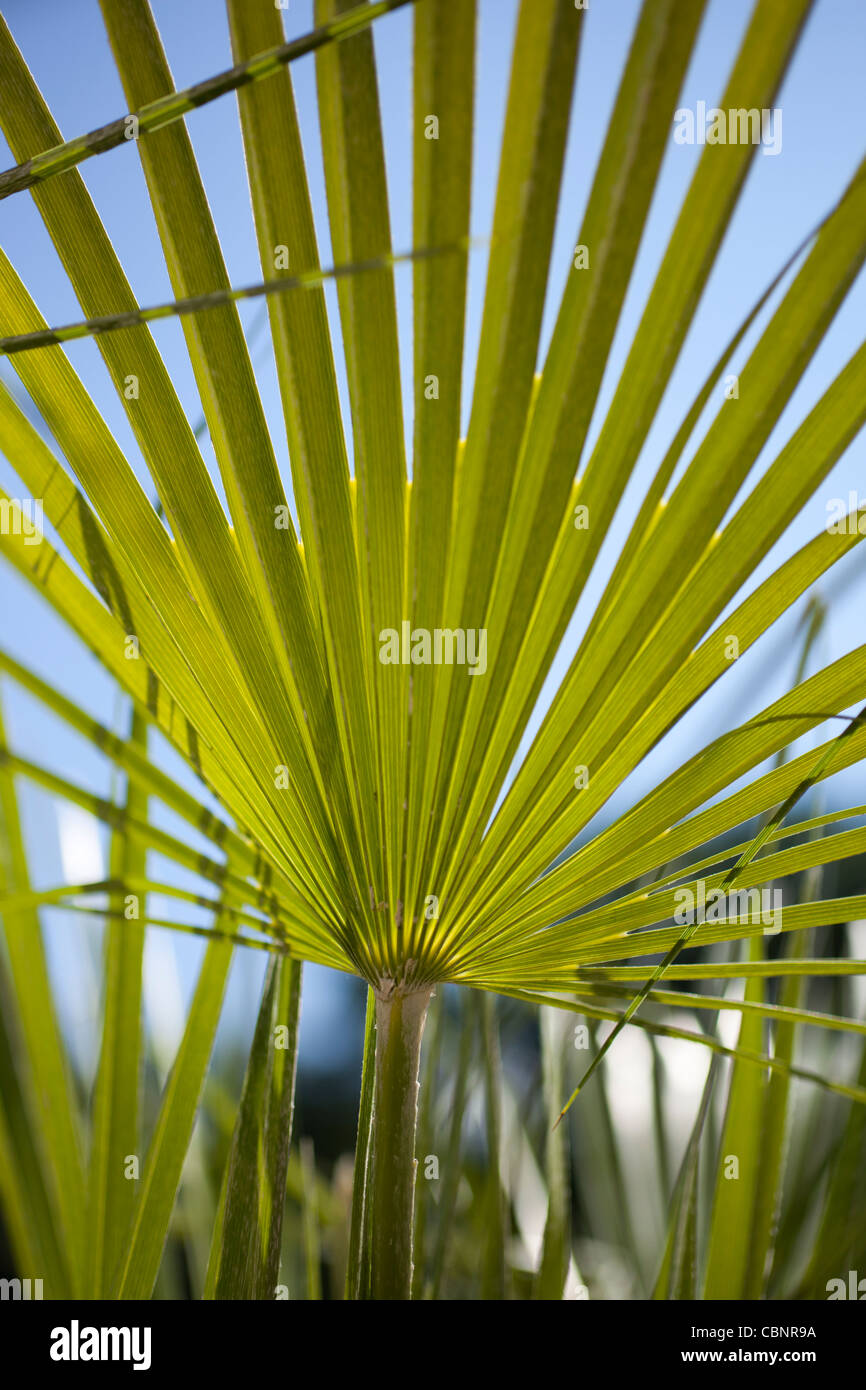 Leafy palm plants hi-res stock photography and images - Alamy