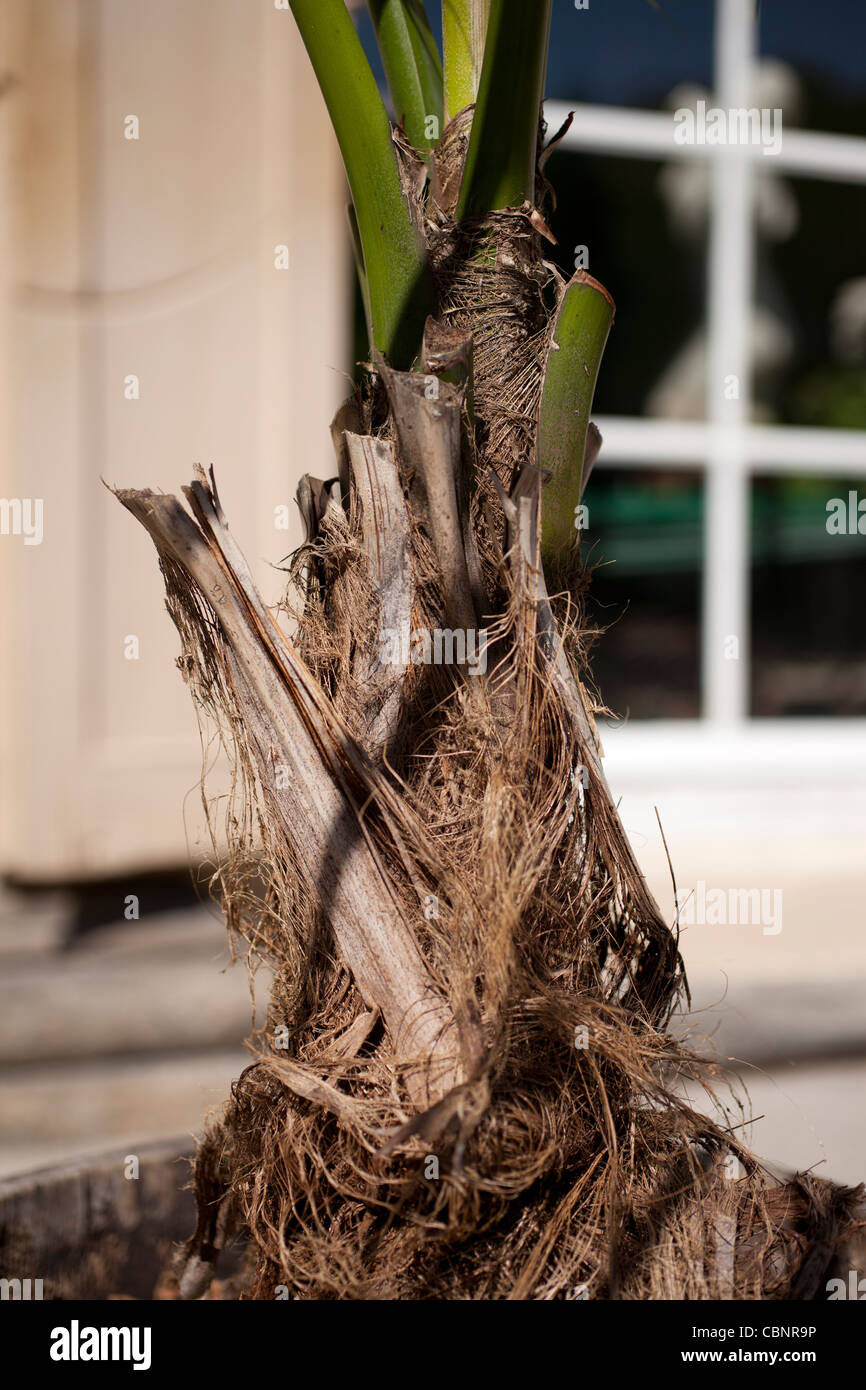 Coconut palm trunk hi-res stock photography and images - Alamy