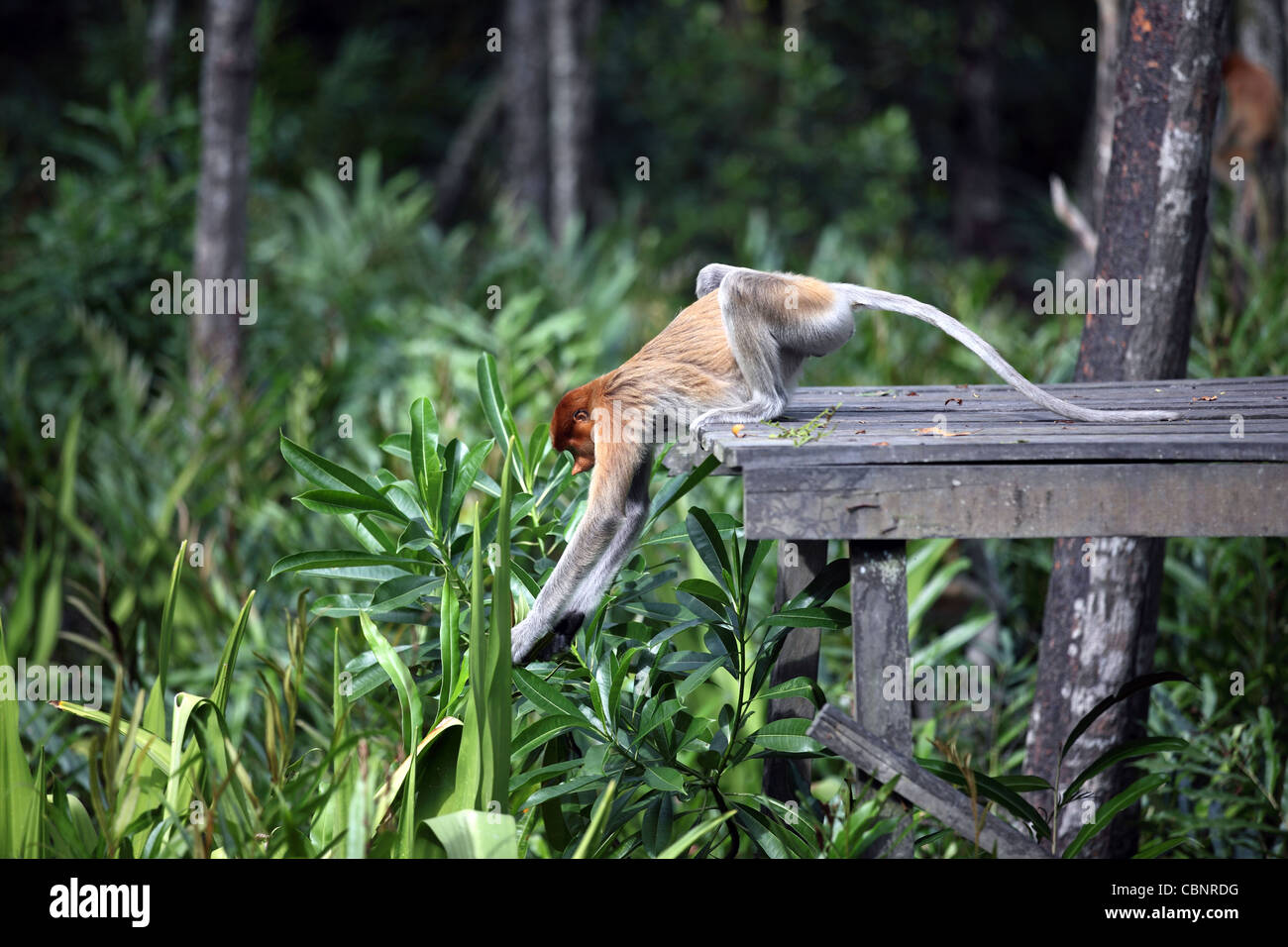 Proboscis monkey at Labuk Bay Proboscis Monkey Sanctuary Stock Photo ...