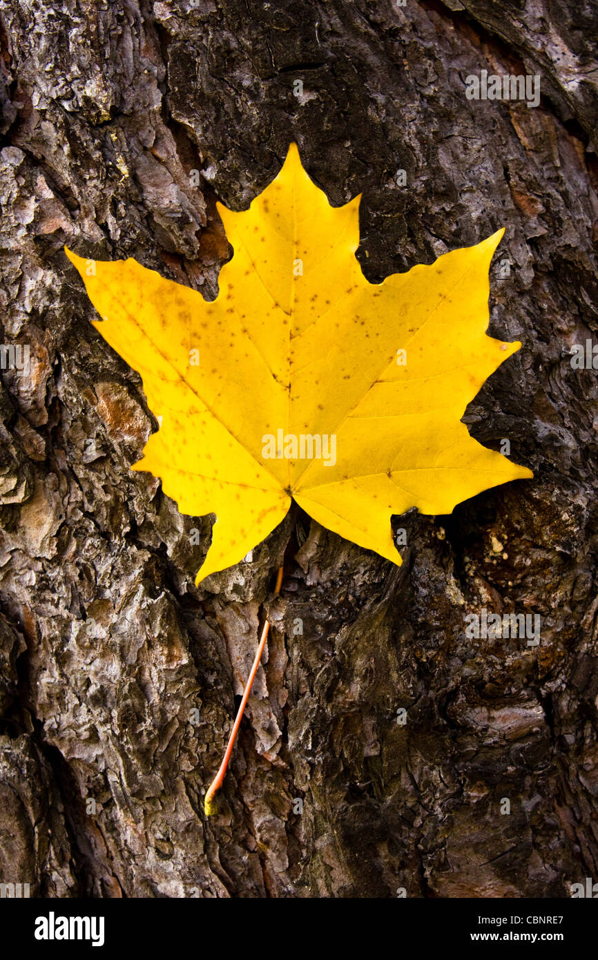 Photo of tree leaf hi-res stock photography and images - Alamy