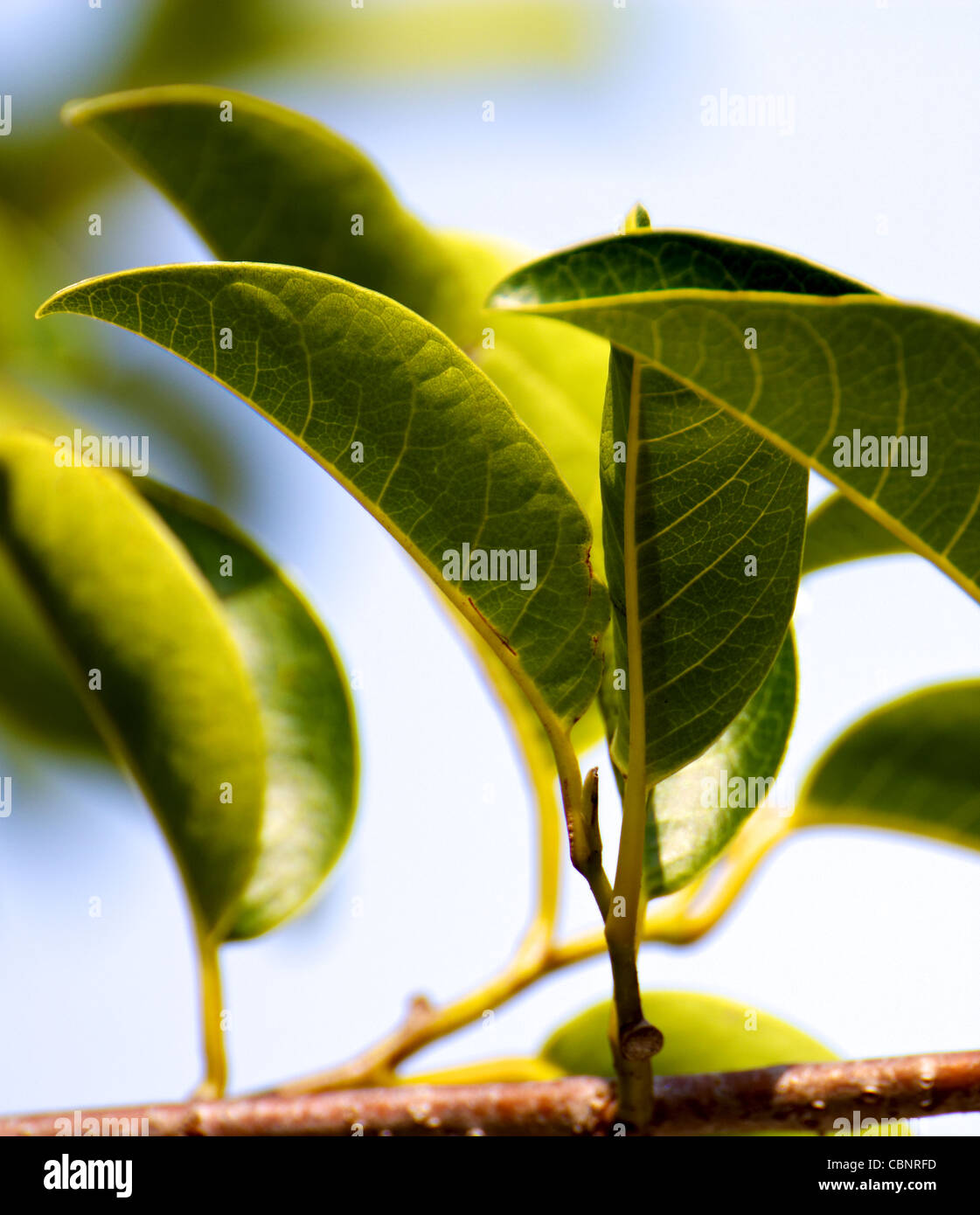 Mangrove leaves hi-res stock photography and images - Alamy
