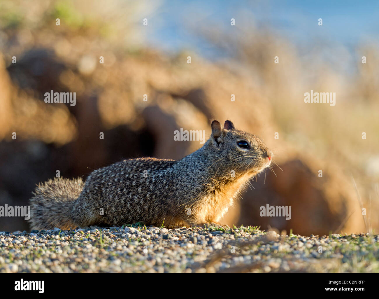 Ground squirrel (Marmotini Stock Photo - Alamy
