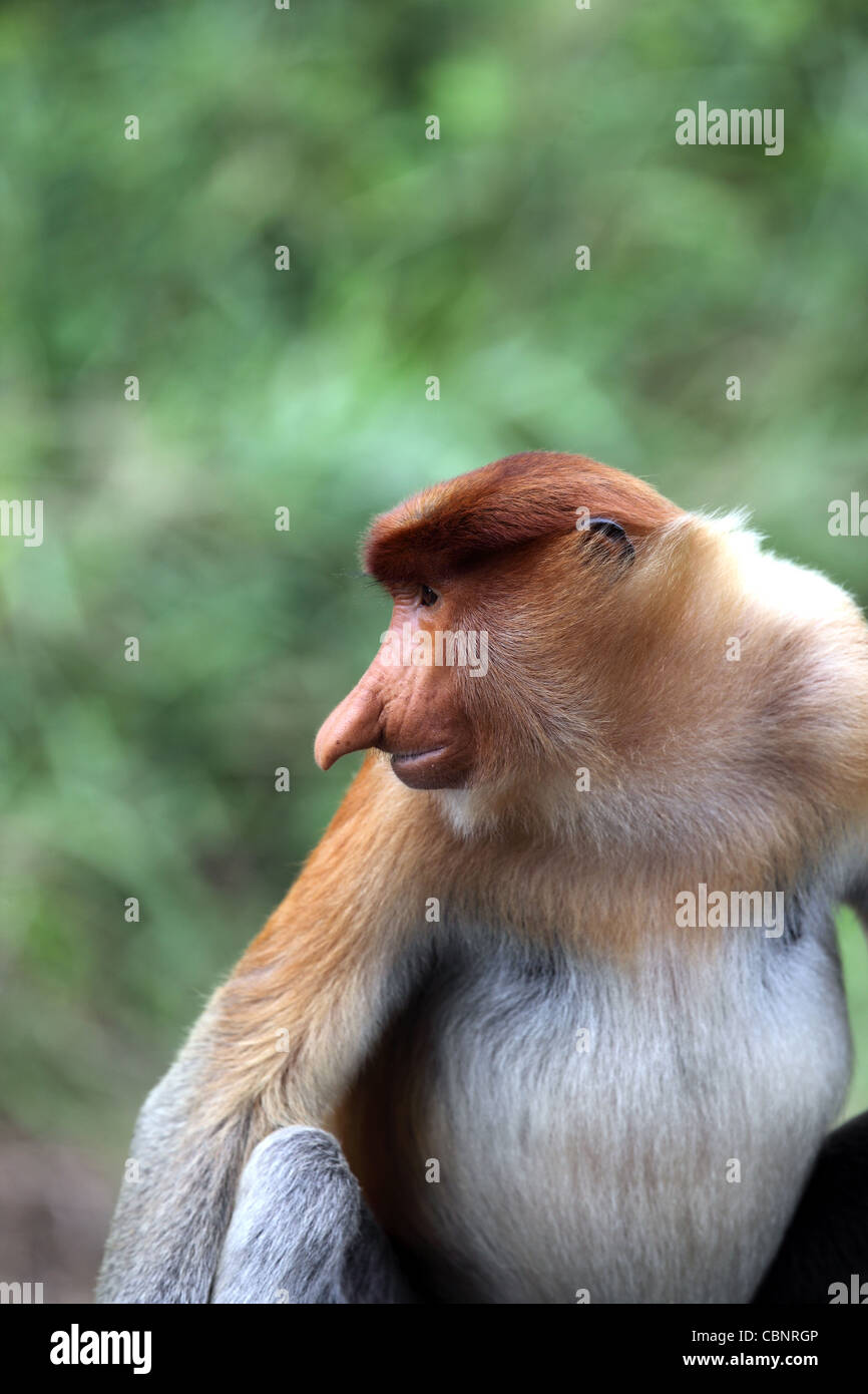 Proboscis monkey at Labuk Bay Proboscis Monkey Sanctuary Stock Photo ...