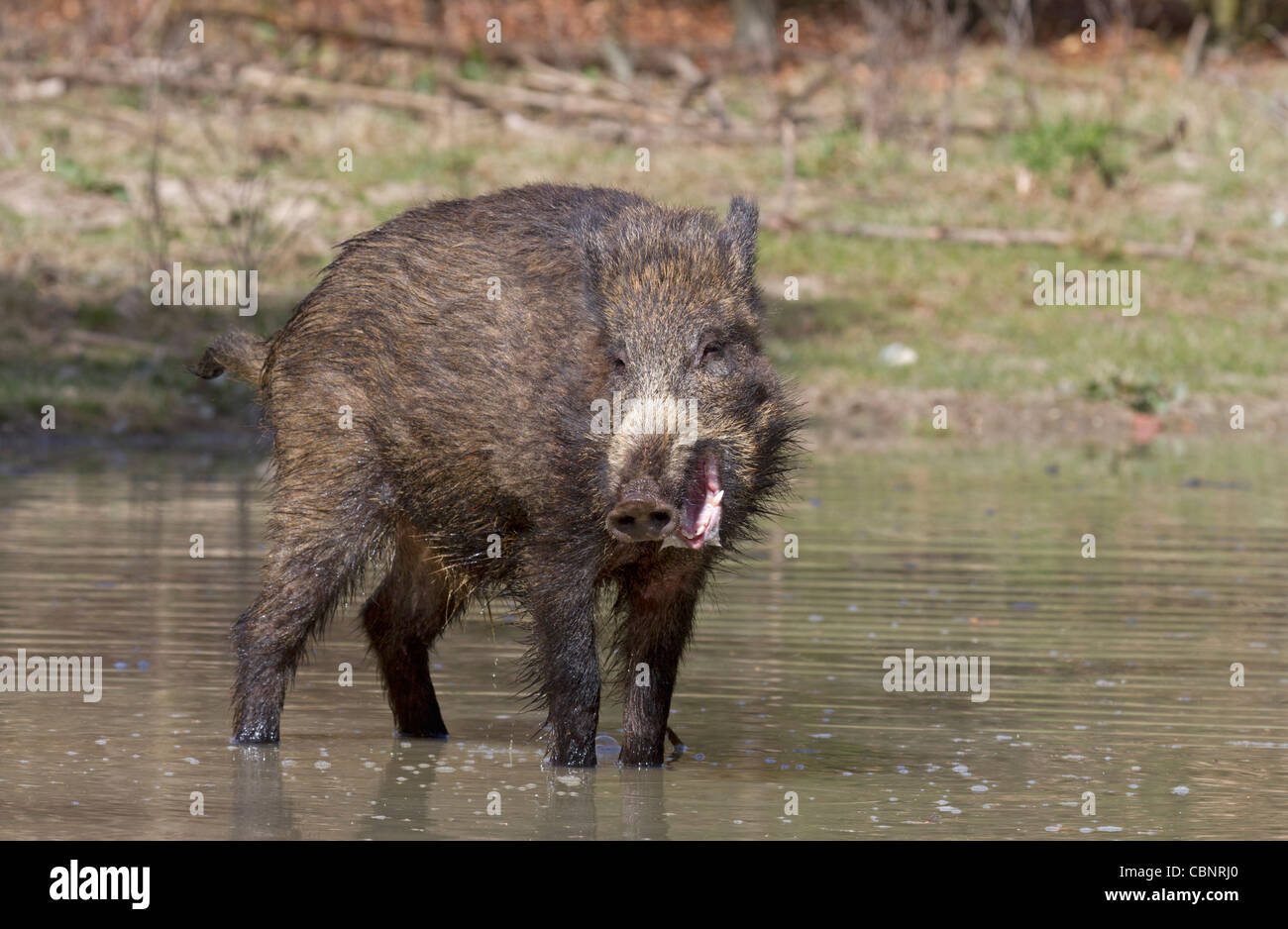 Wild boar (Sus scrofa Stock Photo - Alamy