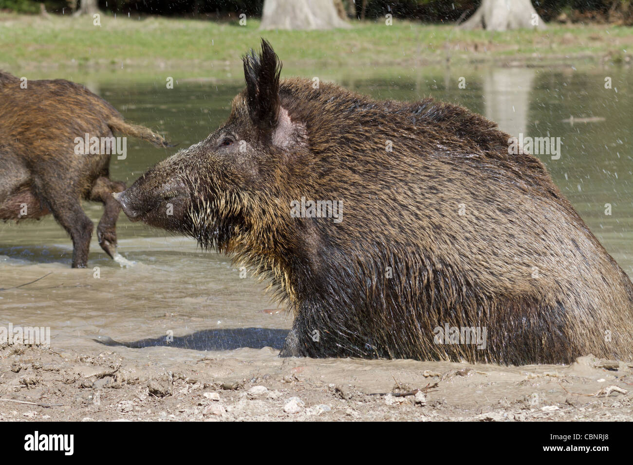 Side view of wild boar hi-res stock photography and images - Alamy
