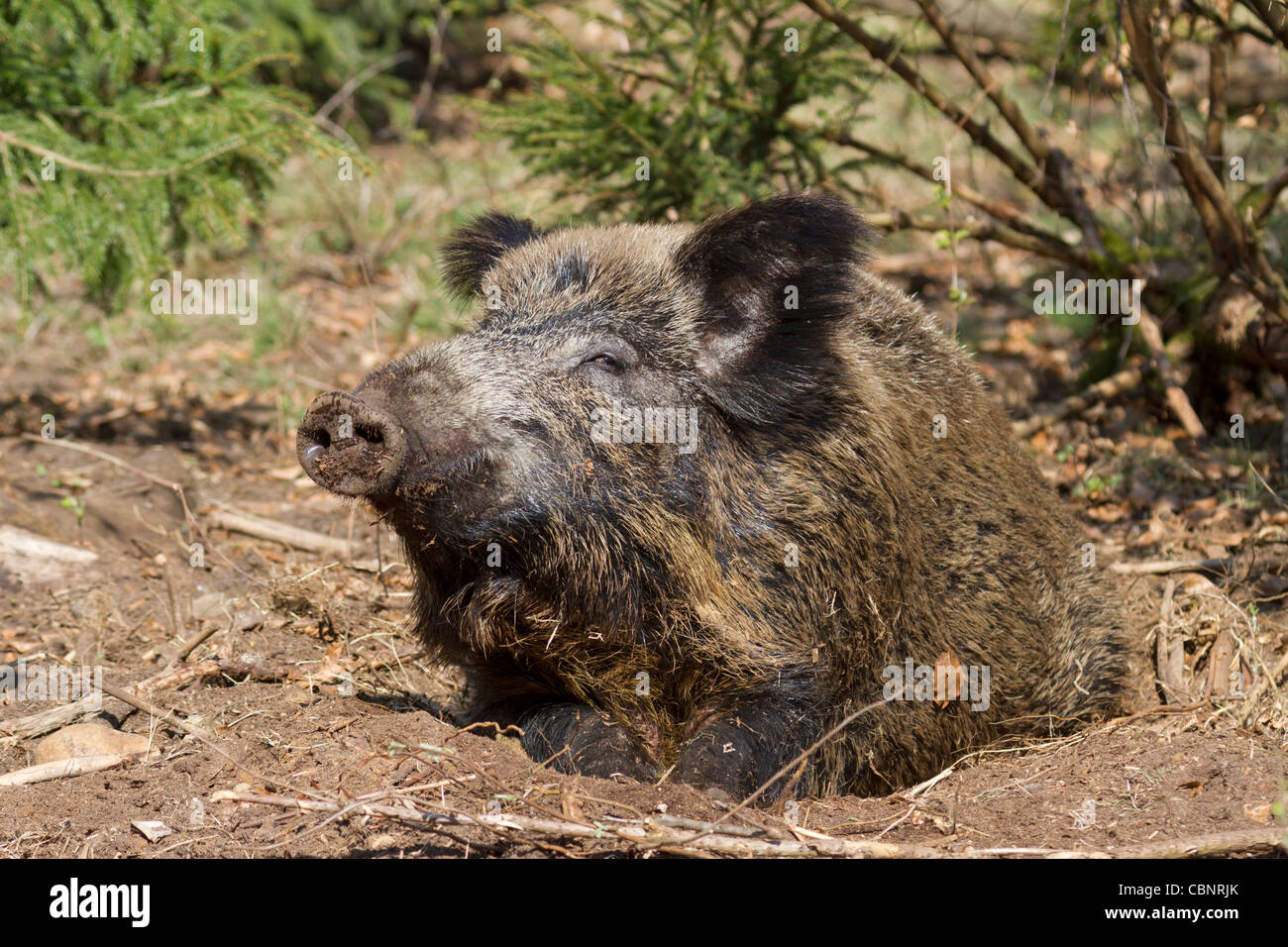 Wild boar (Sus scrofa Stock Photo - Alamy
