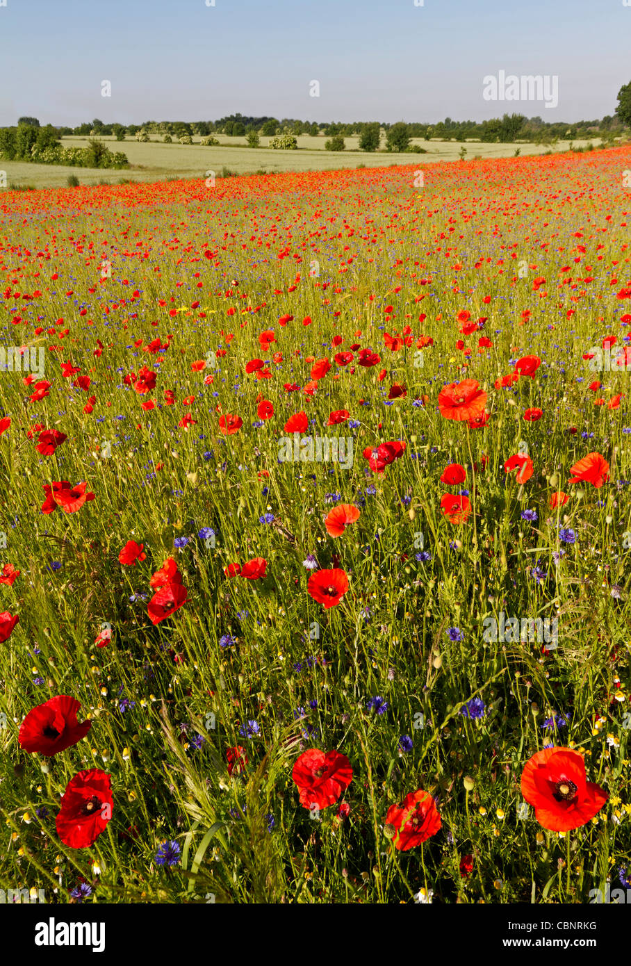 Sommer wilder mohn hi-res stock photography and images - Alamy