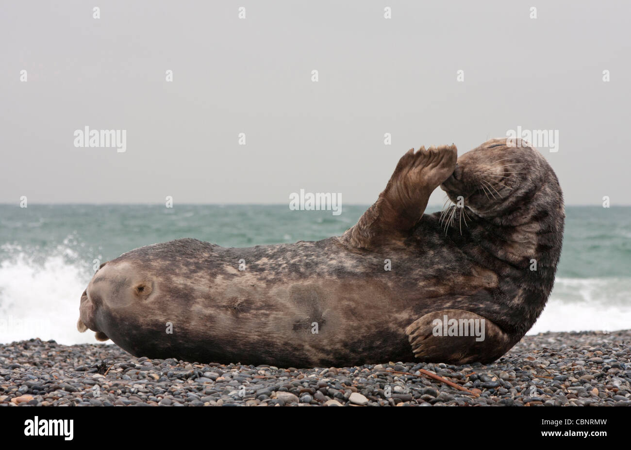 Gray seal helgoland hi-res stock photography and images - Alamy